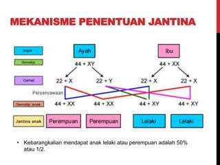 BAB 5.2 Pewarisan (Nota Powerpoint) | PPTX