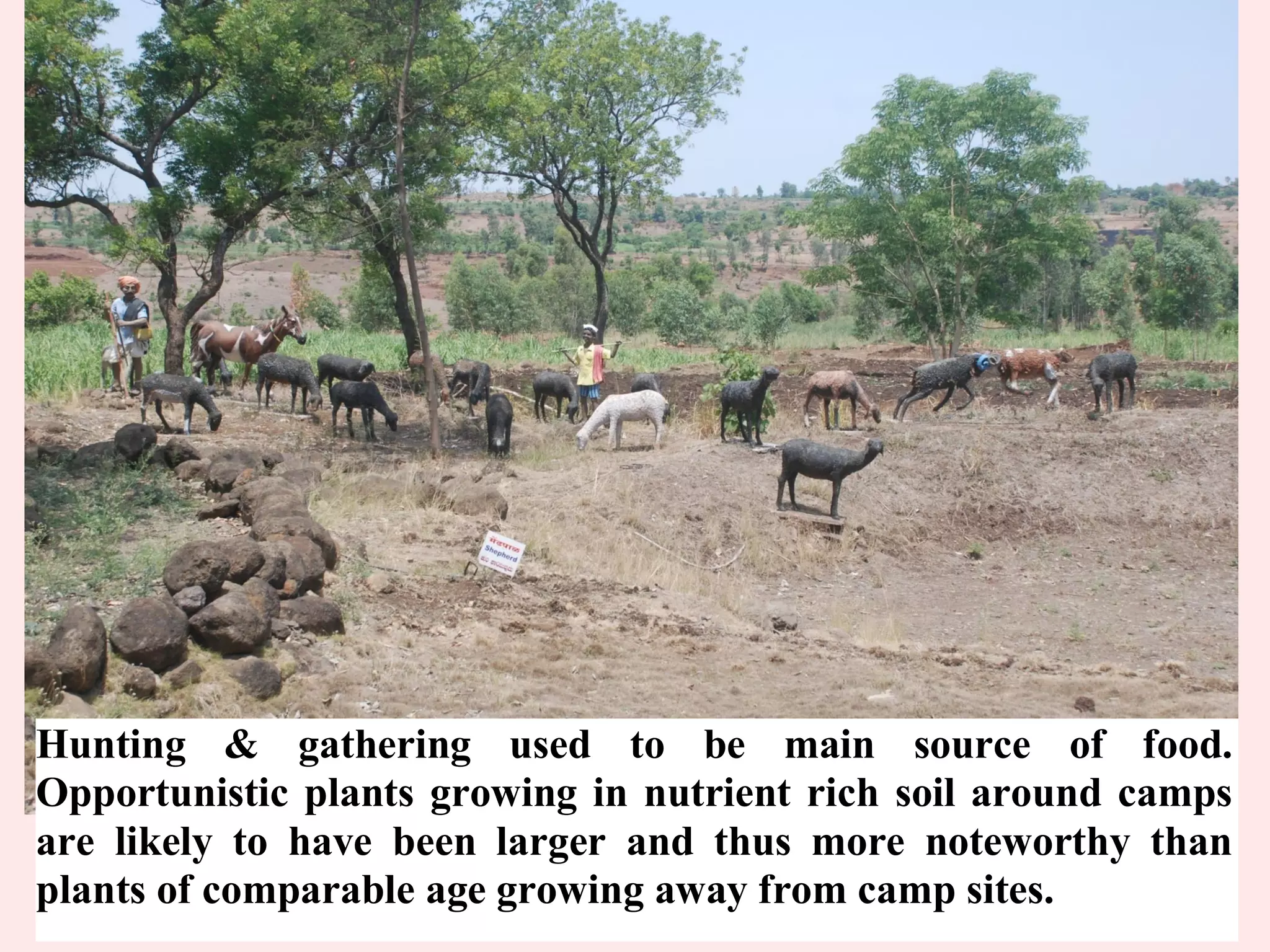 HISTORY OF AGRICULTURAL DEVELOPMENT IN ANCIENT INDIA, AGRICULTURE IN ...