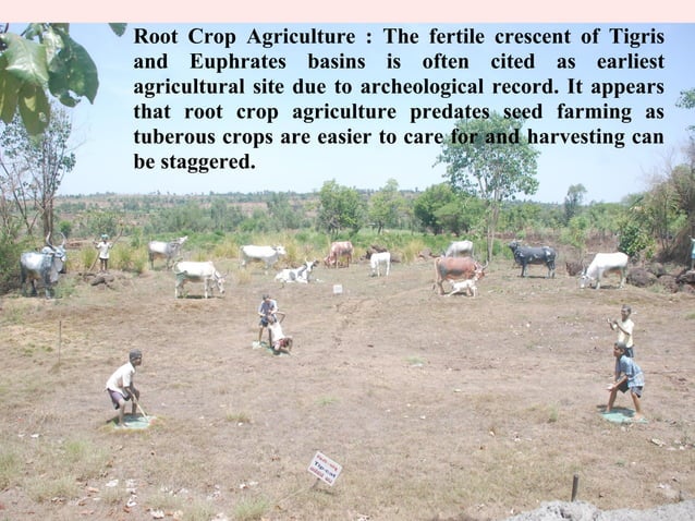 HISTORY OF AGRICULTURAL DEVELOPMENT IN ANCIENT INDIA, AGRICULTURE IN ...