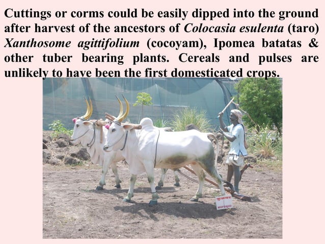 HISTORY OF AGRICULTURAL DEVELOPMENT IN ANCIENT INDIA, AGRICULTURE IN ...