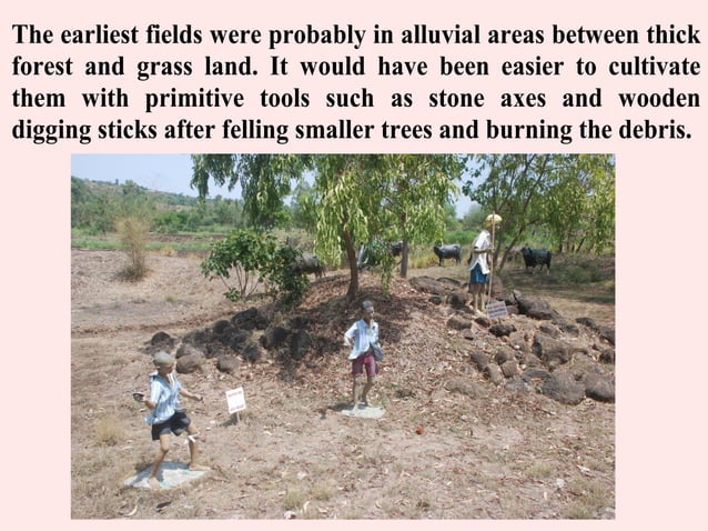 HISTORY OF AGRICULTURAL DEVELOPMENT IN ANCIENT INDIA, AGRICULTURE IN ...