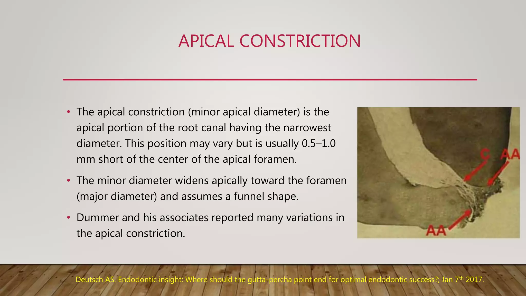 structure of root apex | PPTX