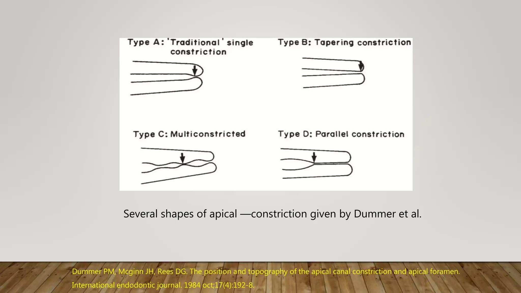 structure of root apex | PPTX