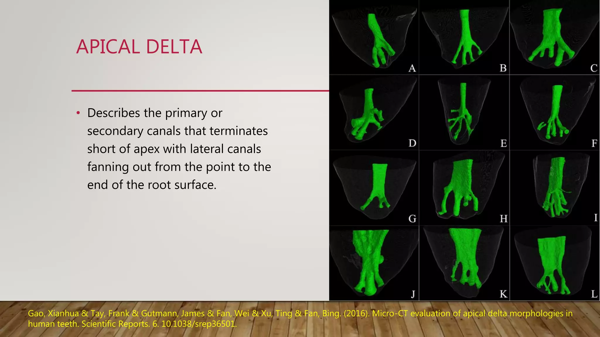 structure of root apex | PPTX