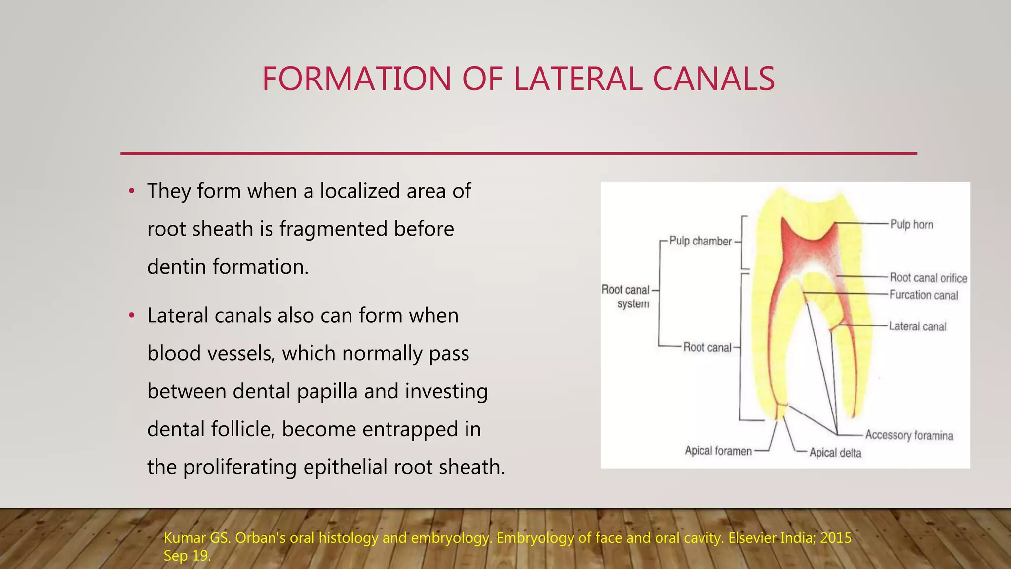 structure of root apex | PPTX