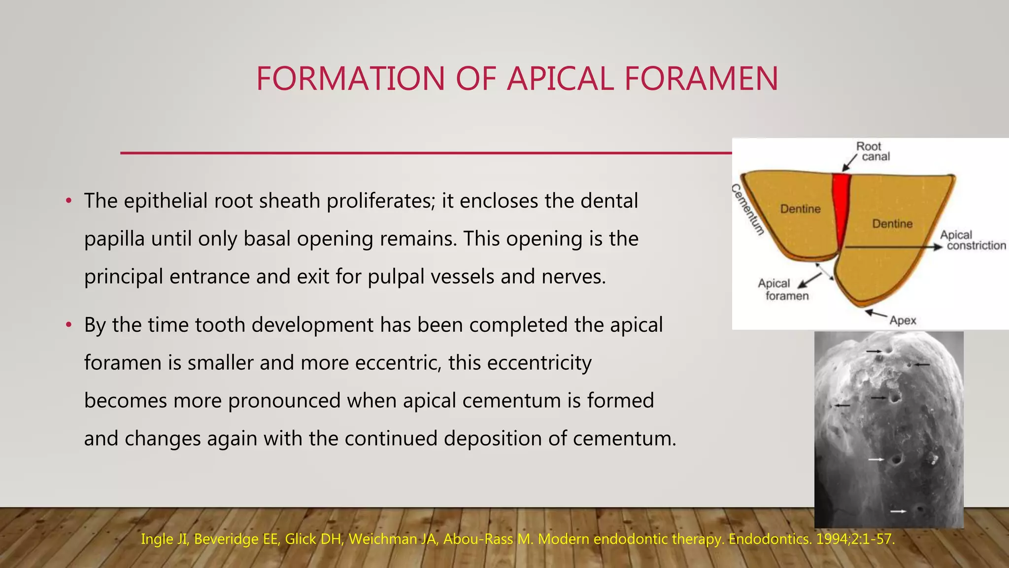 structure of root apex | PPTX