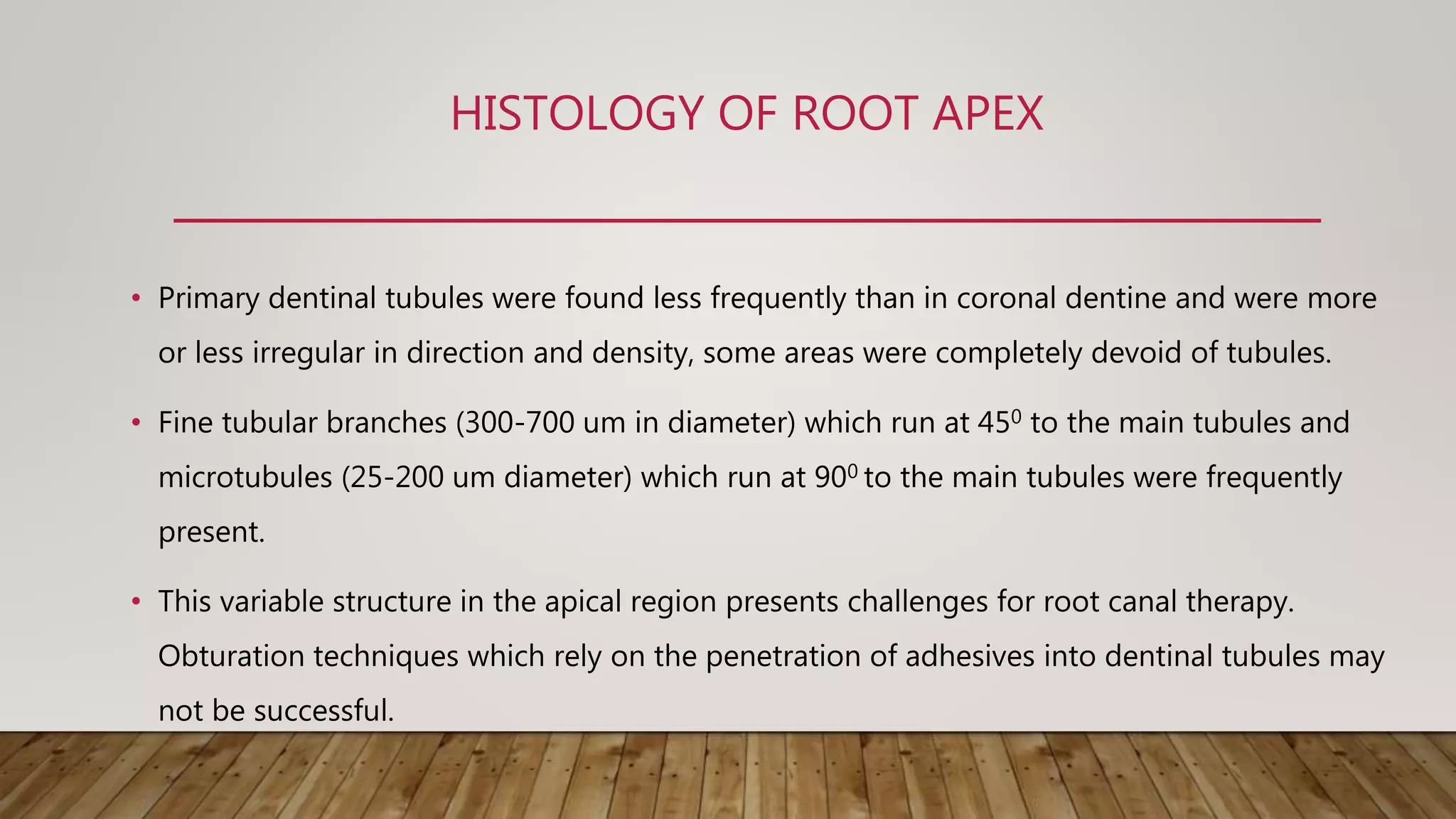 Structure Of Root Apex Pptx