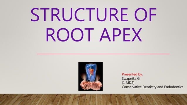 structure of root apex | PPTX | Dental Health | Diseases and Conditions
