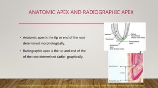 structure of root apex | PPTX