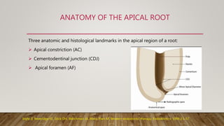 structure of root apex | PPTX