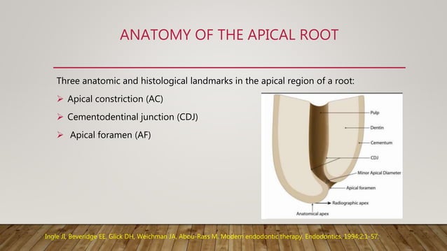 structure of root apex | PPTX | Dental Health | Diseases and Conditions