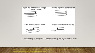 structure of root apex | PPTX