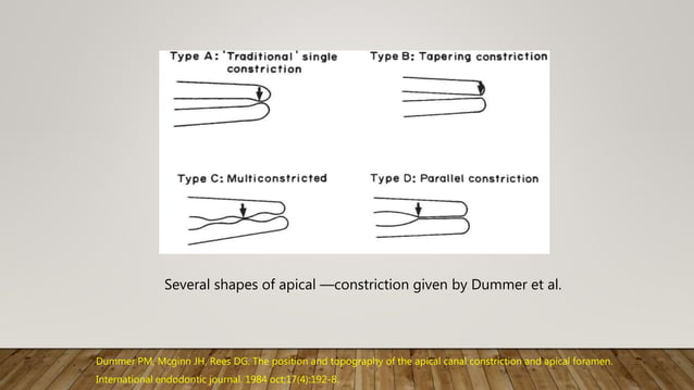 structure of root apex | PPTX | Dental Health | Diseases and Conditions