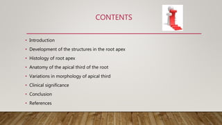 structure of root apex | PPTX