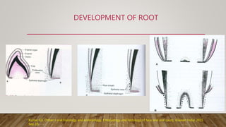 structure of root apex | PPTX