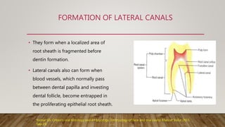 structure of root apex | PPTX