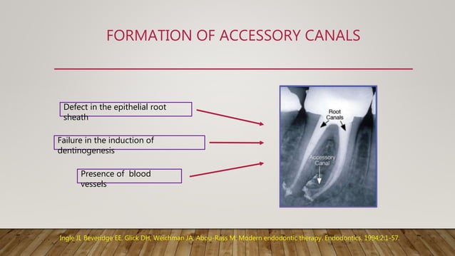 structure of root apex | PPTX | Dental Health | Diseases and Conditions