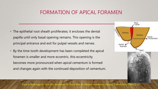 structure of root apex | PPTX