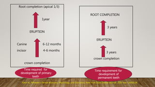 structure of root apex | PPTX