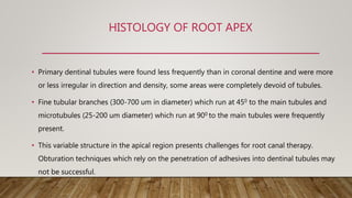 structure of root apex | PPTX