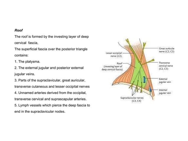 Posterior triangle of the neck | PPT