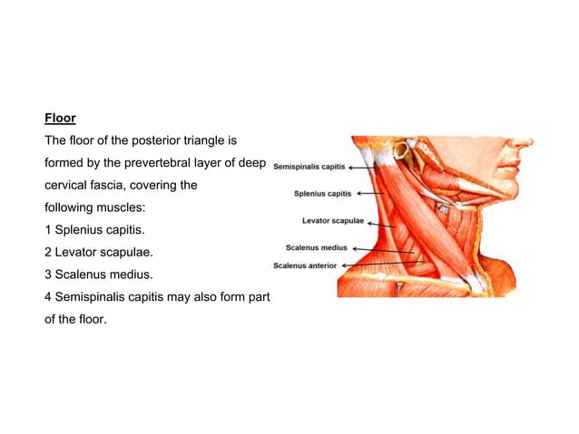Posterior triangle of the neck | PPT