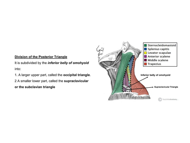 Posterior triangle of the neck | PPT
