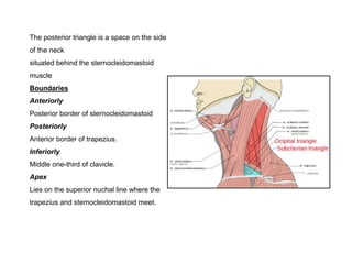 Posterior Triangle Of Neck