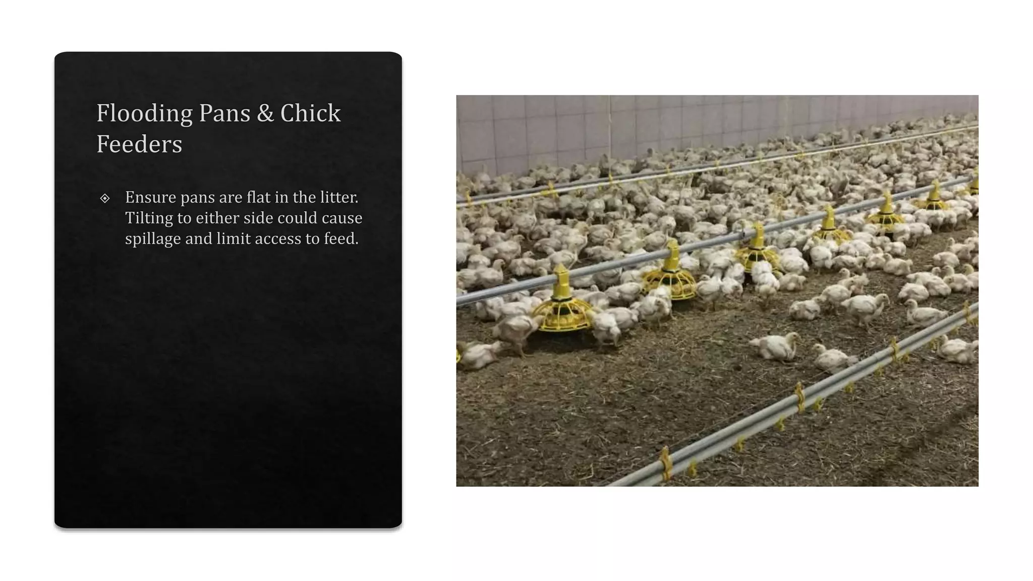 VAL-CO Broiler Pan Feeding | PPTX