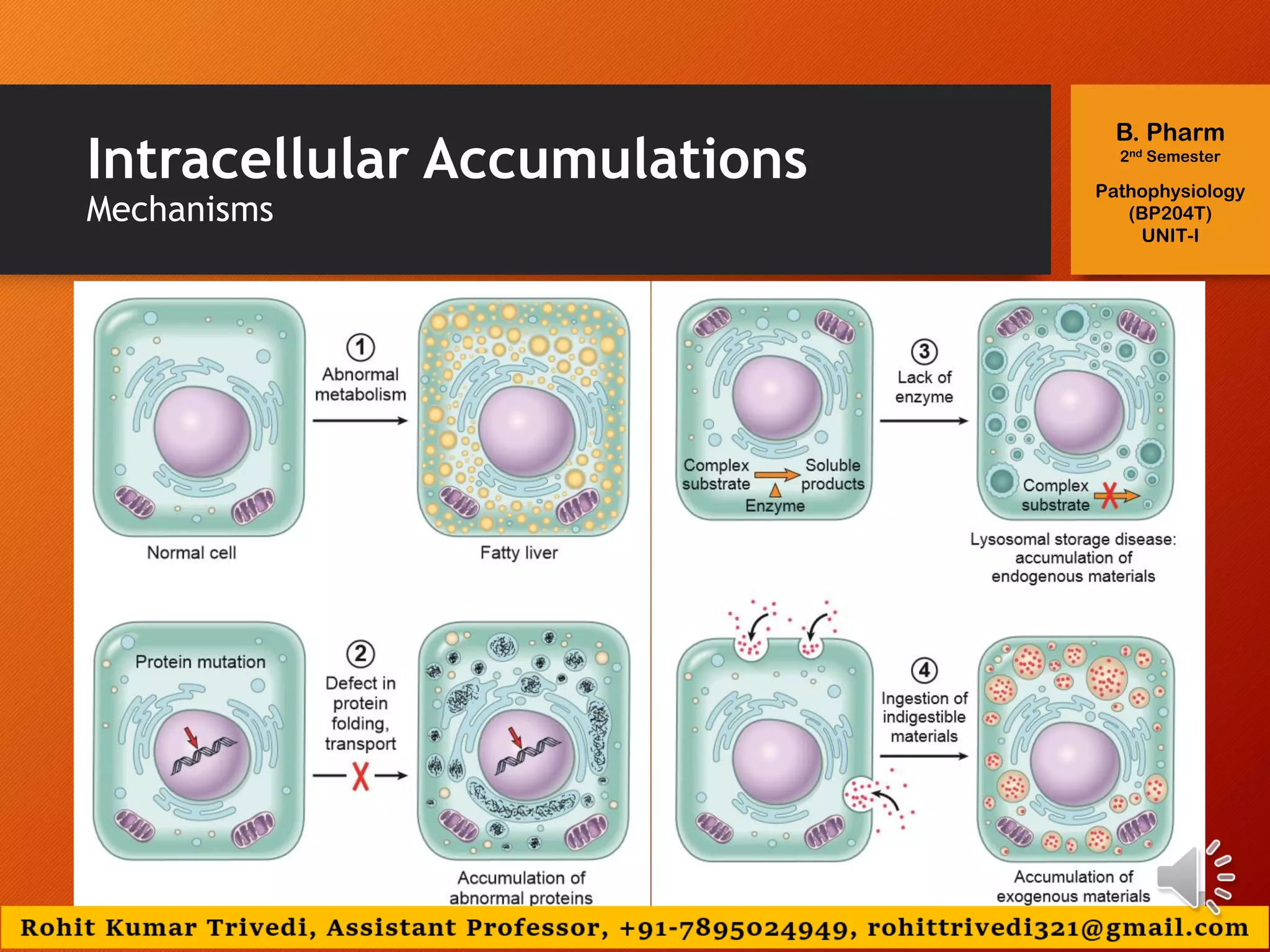 Intracellular accumulation (lipids, proteins, carbohydrates, pigments ...