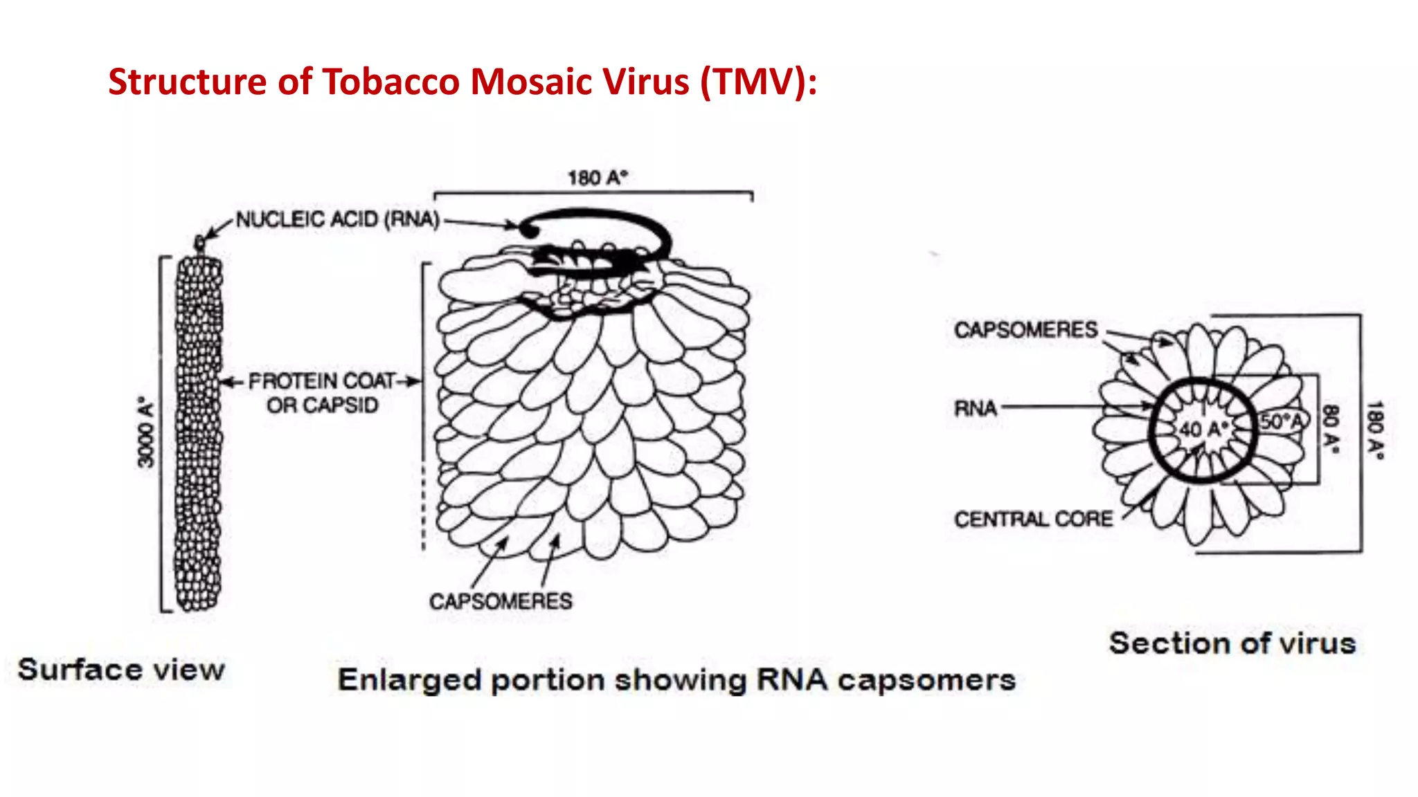 5. Tobacco mosaic virus | PPTX