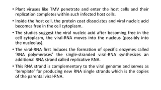 5. Tobacco mosaic virus | PPTX