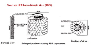 Tobacco Mosaic Virus Model