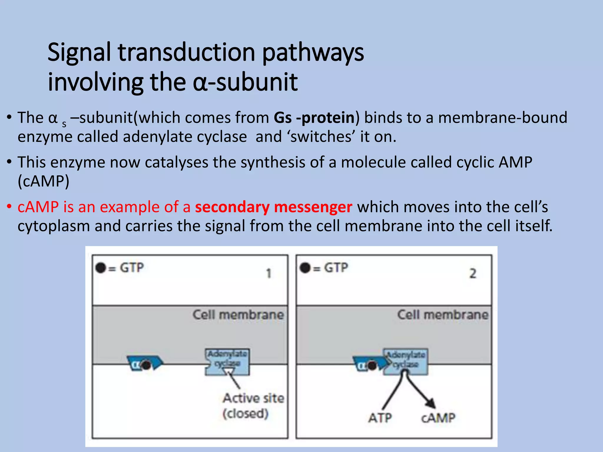 Receptor as drug targets | PPTX
