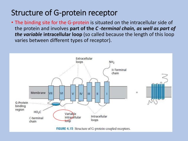 Receptor as drug targets | PPTX