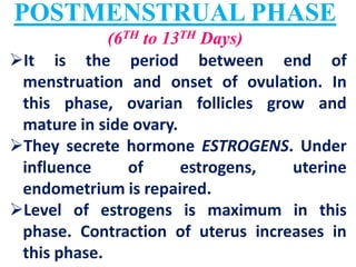 Menstrual Cycle | PDF