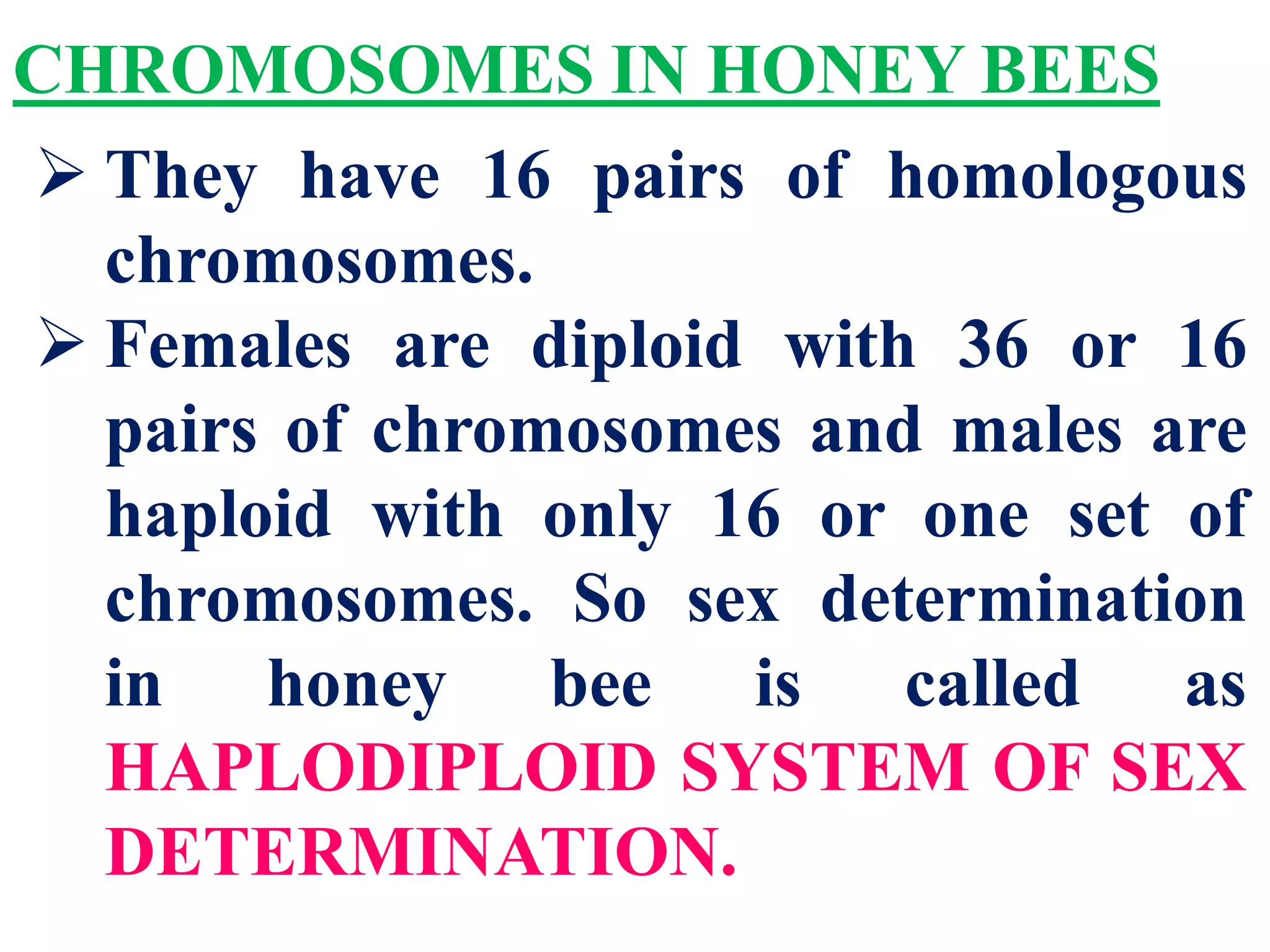Sex Determination In Honey Bees Ppt