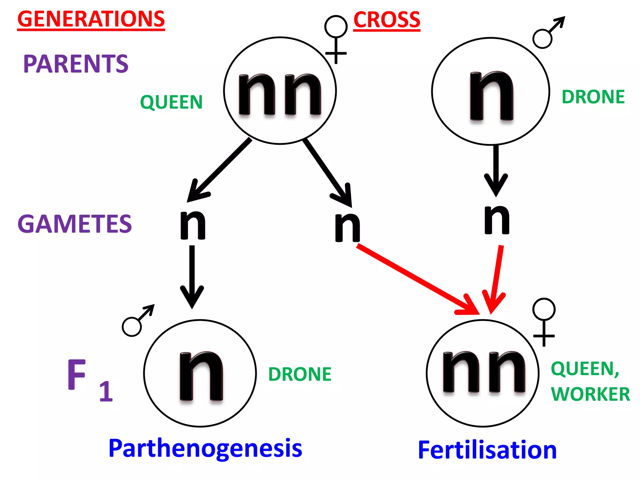 Sex Determination in Honey Bees | PDF