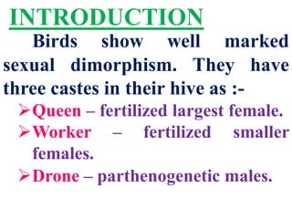 Sex Determination in Honey Bees | PDF