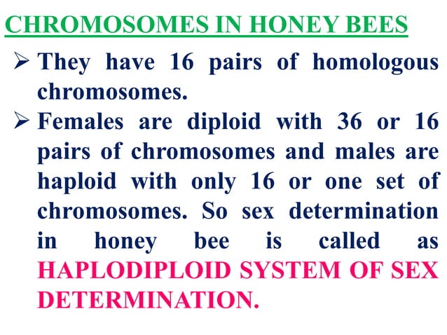 Sex Determination in Honey Bees | PDF