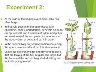 Transport of water | PPTX