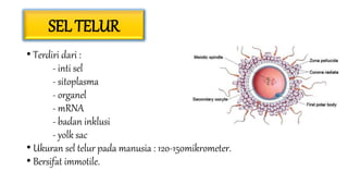 Oogenesis | PDF