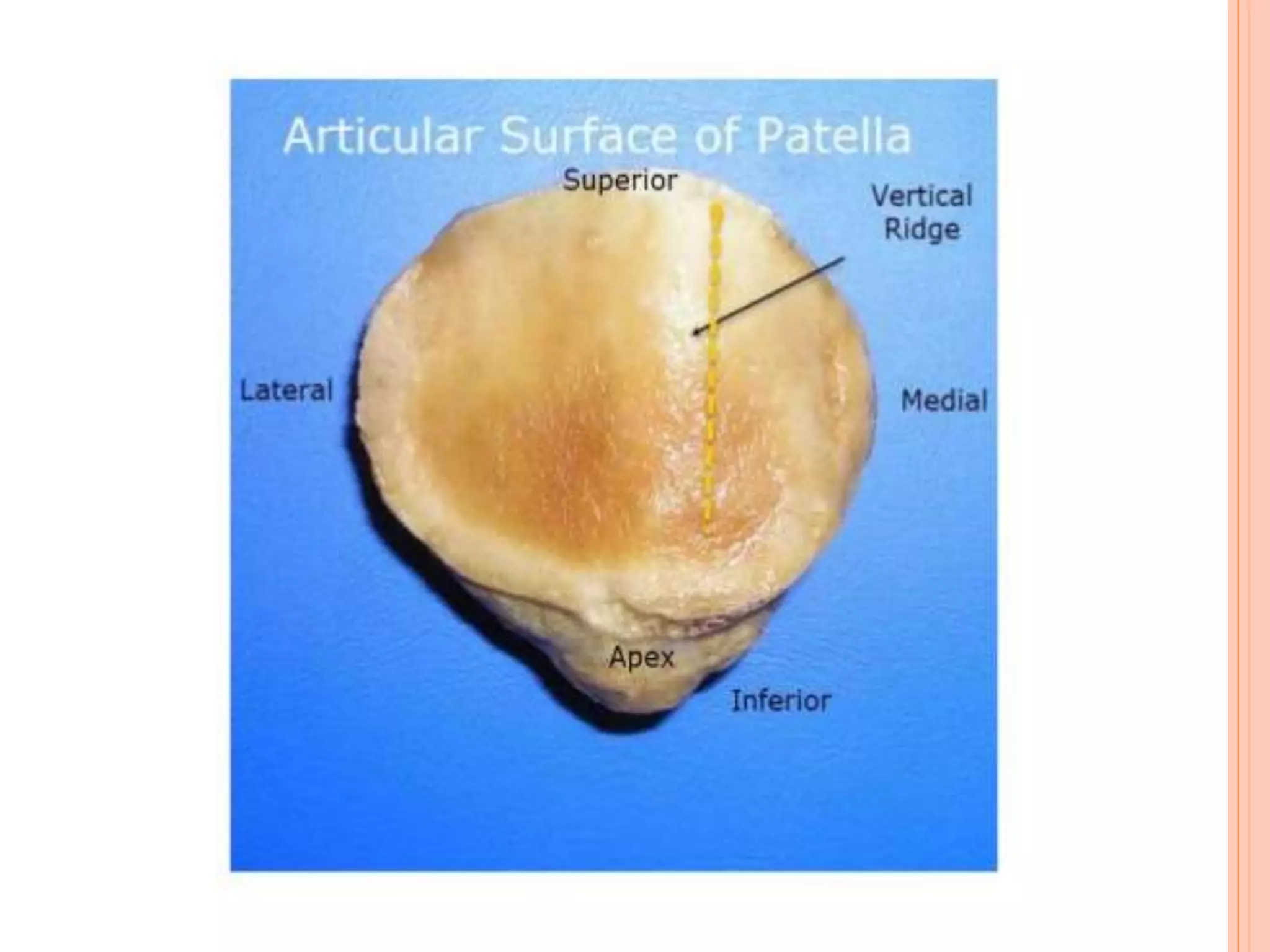 Patella | PPTX