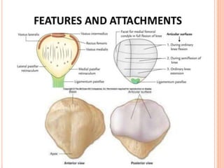Patella | PPTX