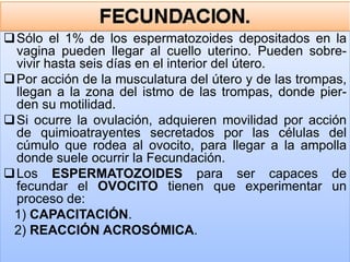 5. fecundacion | PPTX