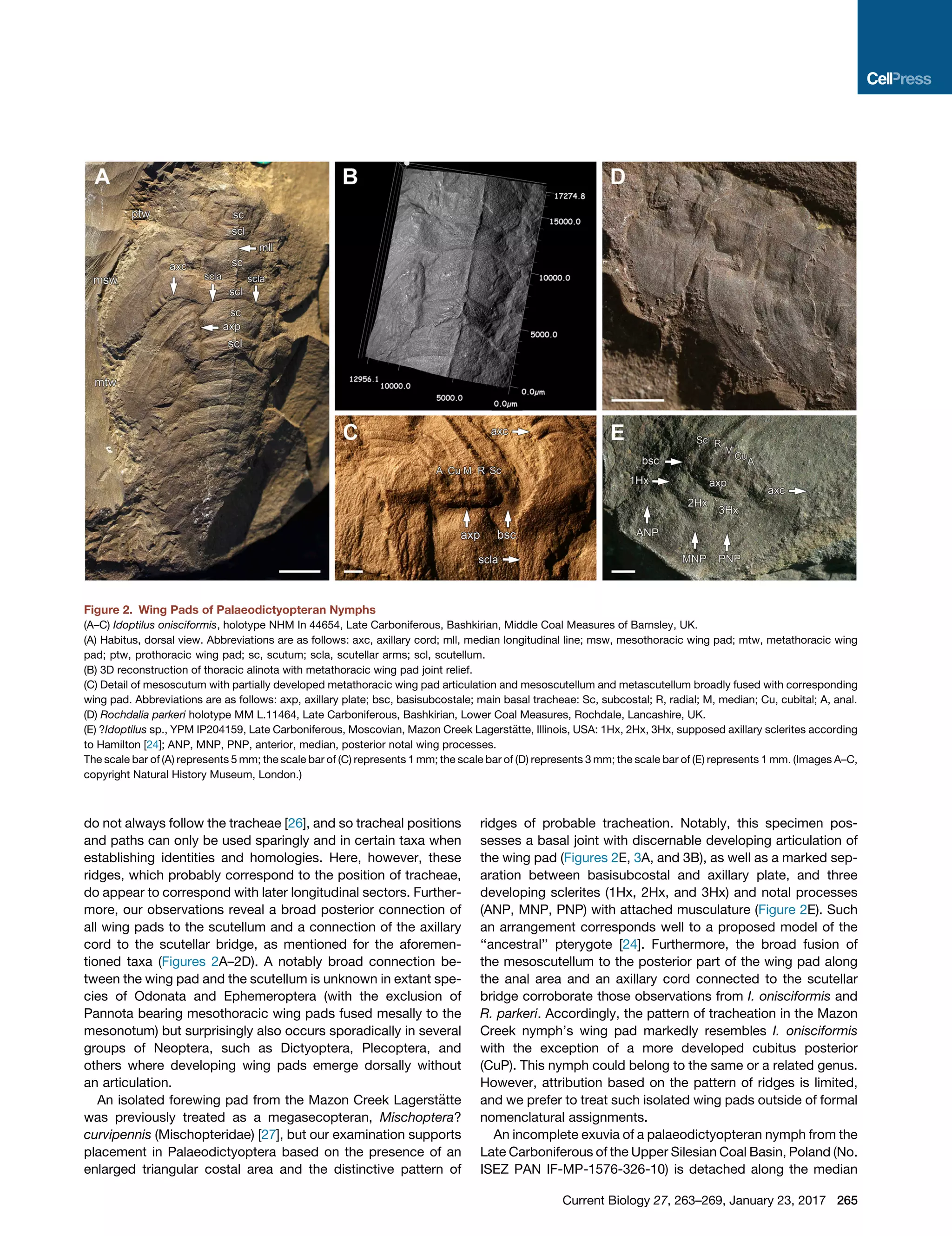 5. paleozoic nymphal wing (1) | PDF