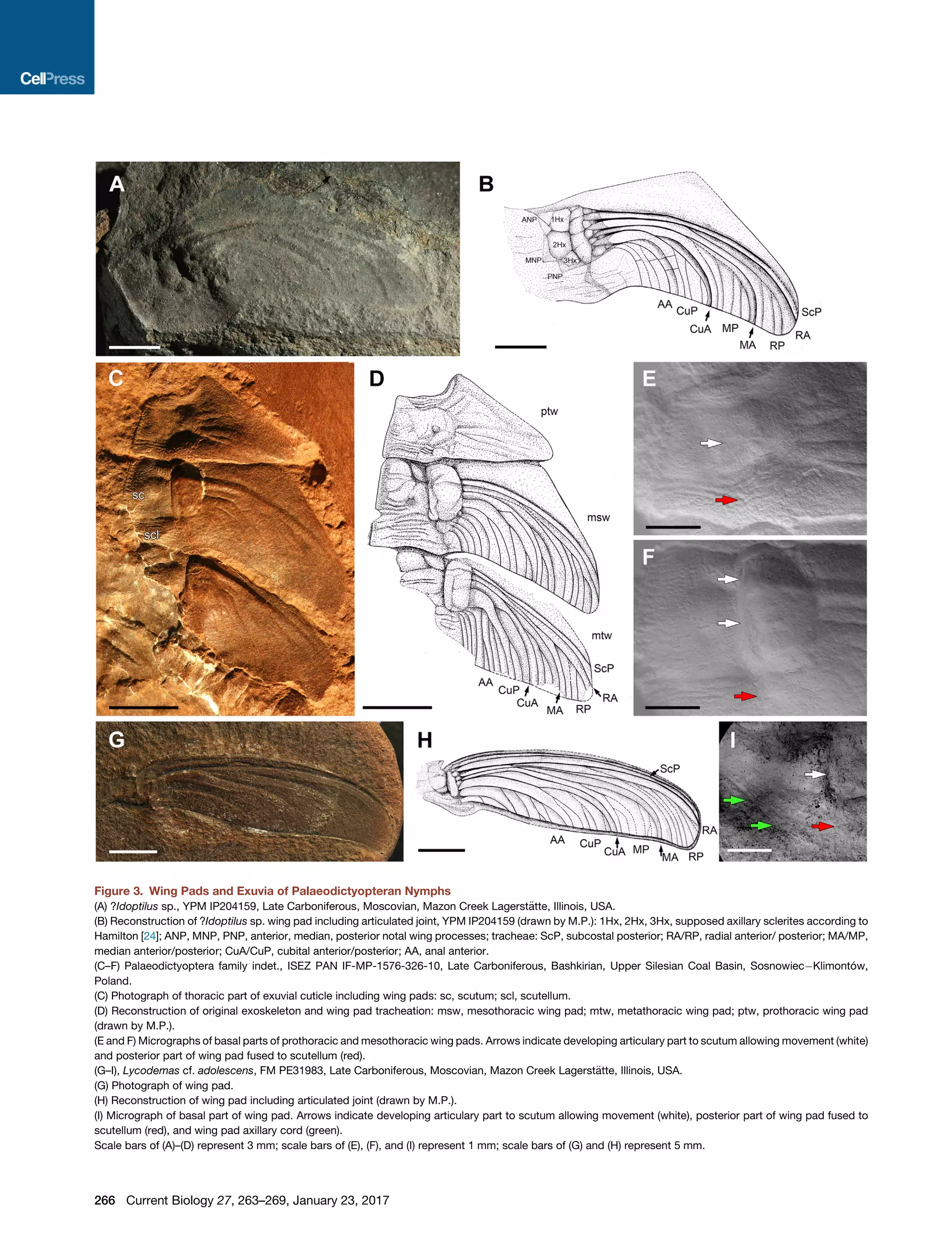 5. paleozoic nymphal wing (1) | PDF