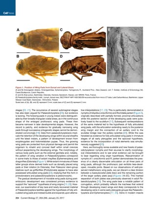 5. paleozoic nymphal wing (1) | PDF
