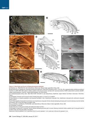 5. paleozoic nymphal wing (1) | PDF
