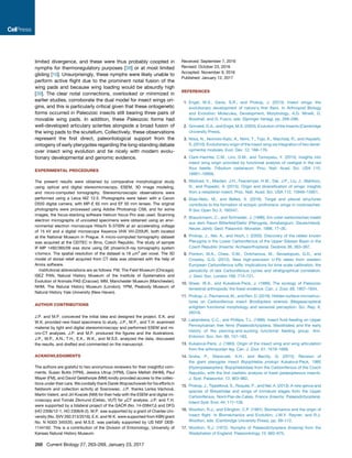 5. paleozoic nymphal wing (1) | PDF